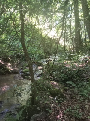 Best Hiking Trails in Lancaster, PA: Top Spots to Explore the Outdoors